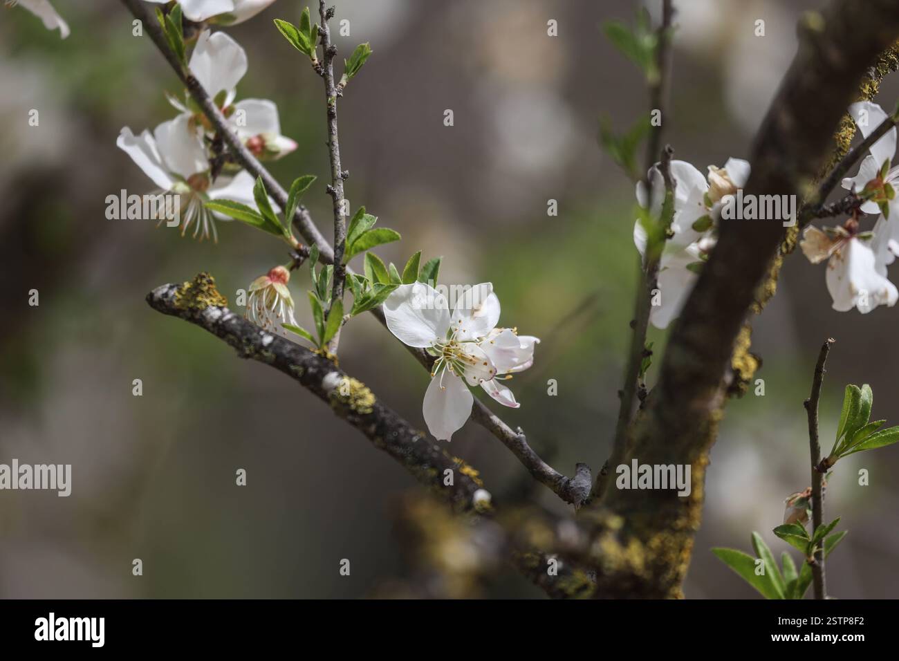 JERUSALEMS NATURAL Blossoming almond trees in Refaim Stream, in ...