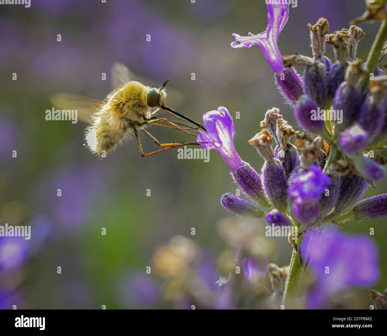 Fuzzy bodied fly hi-res stock photography and images - Alamy