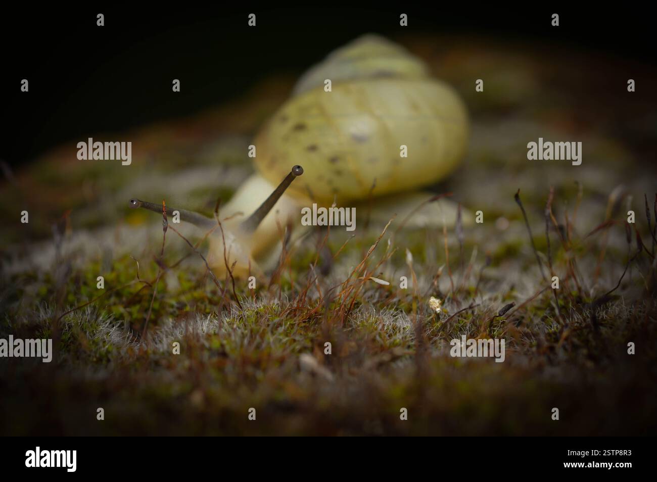 Macro photo of a snail from my garden. Taken with my Nikon D3200 and ...
