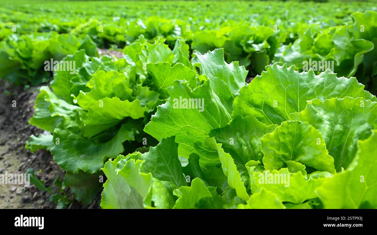 Fresh organic lettuce grown on agricultural fields or plantations Stock ...