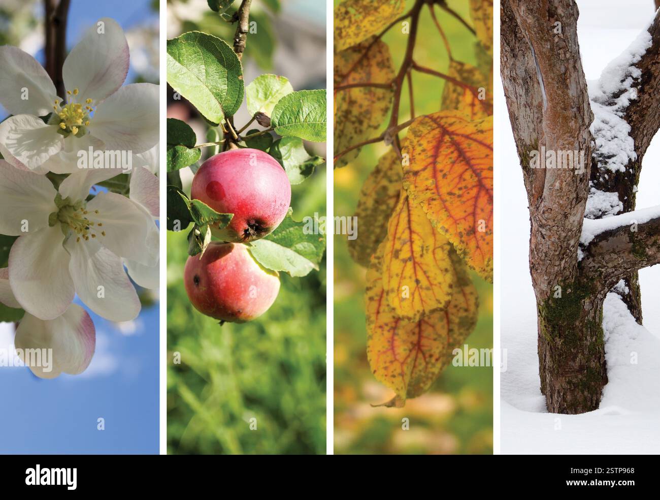 Collage of photos of an apple tree in four seasons. horizontal Stock ...