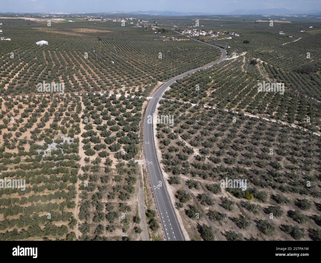 Aerial view of olive groves Fuente Alamo, Puente Genil, Andalusia ...