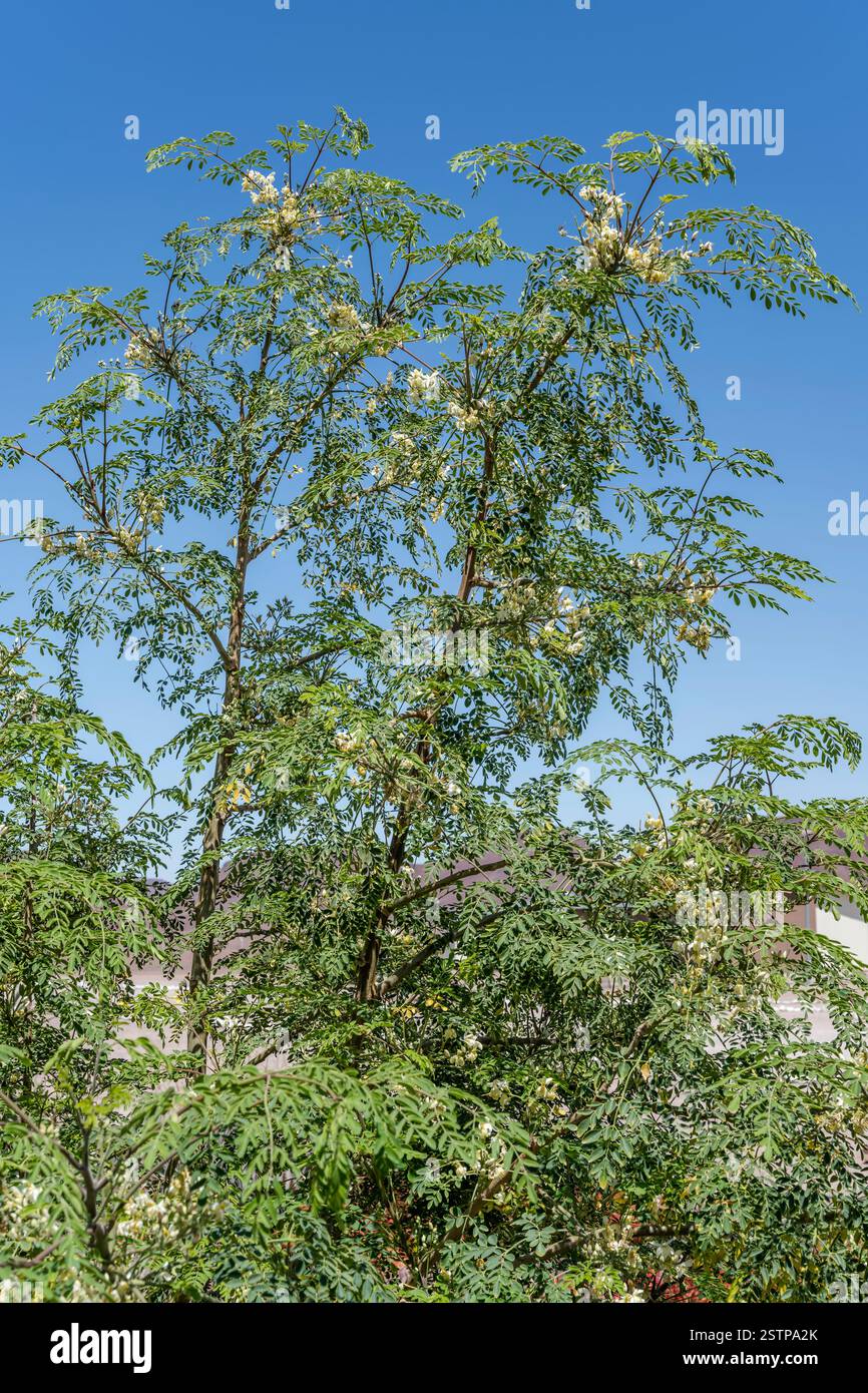 Moringa bush with flowers in desert countryside, shot in bright late ...