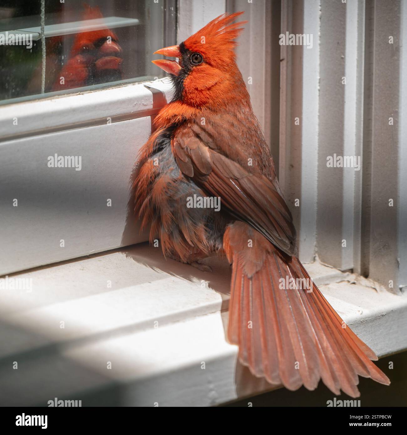 Plump Cardinal Fights Its Reflection On Window Ledge of southern style ...