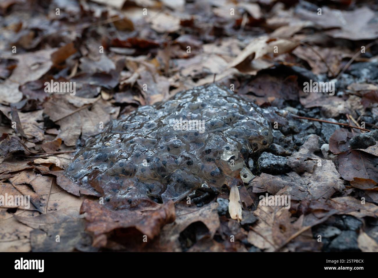 Pile of Frog Eggs Dry Out Atop Fallen Leaves on forest floor Stock ...
