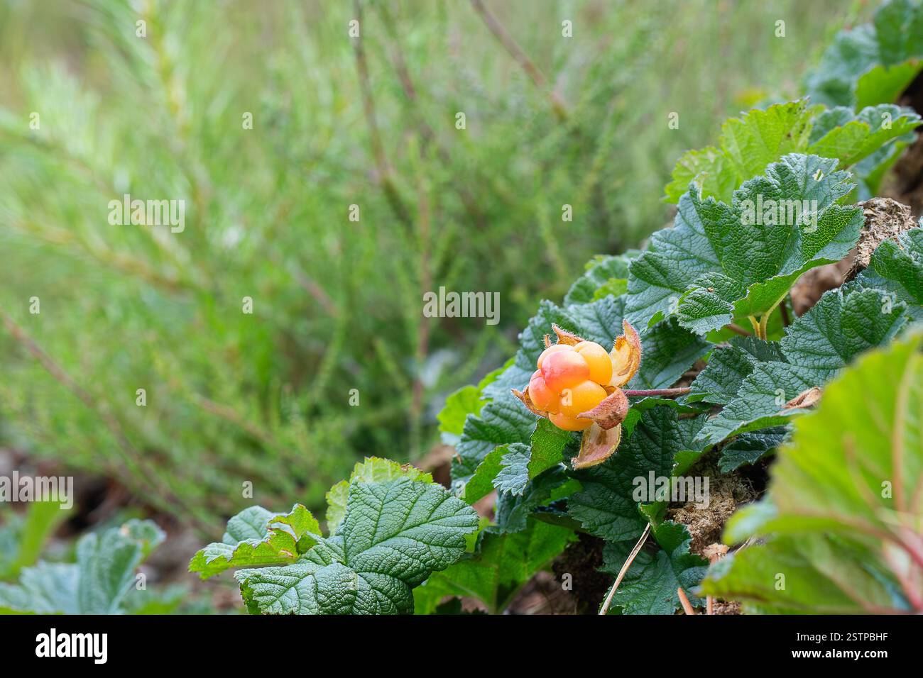 Chamaemorus hi-res stock photography and images - Alamy