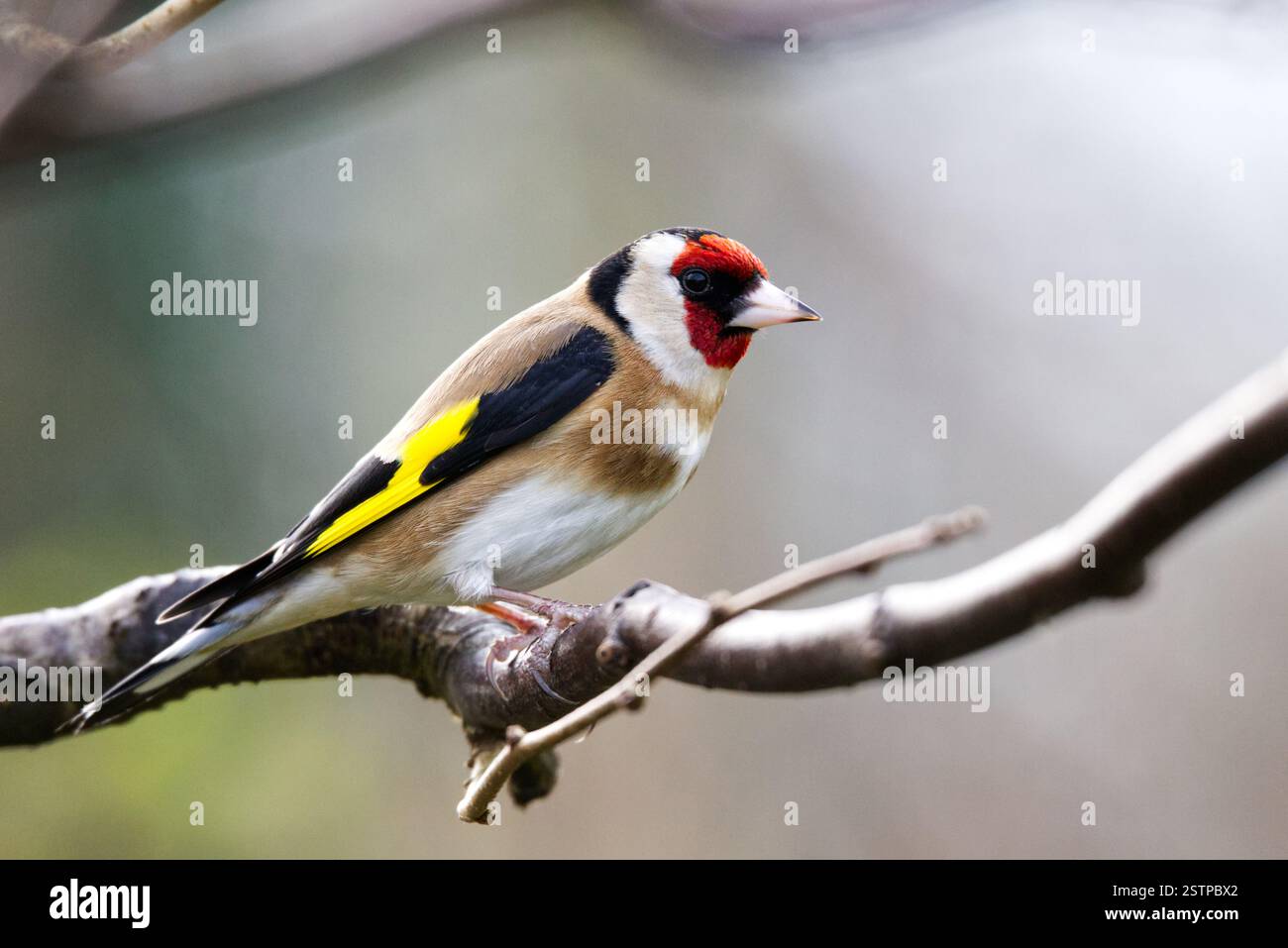 Goldfinch red face hi-res stock photography and images - Alamy