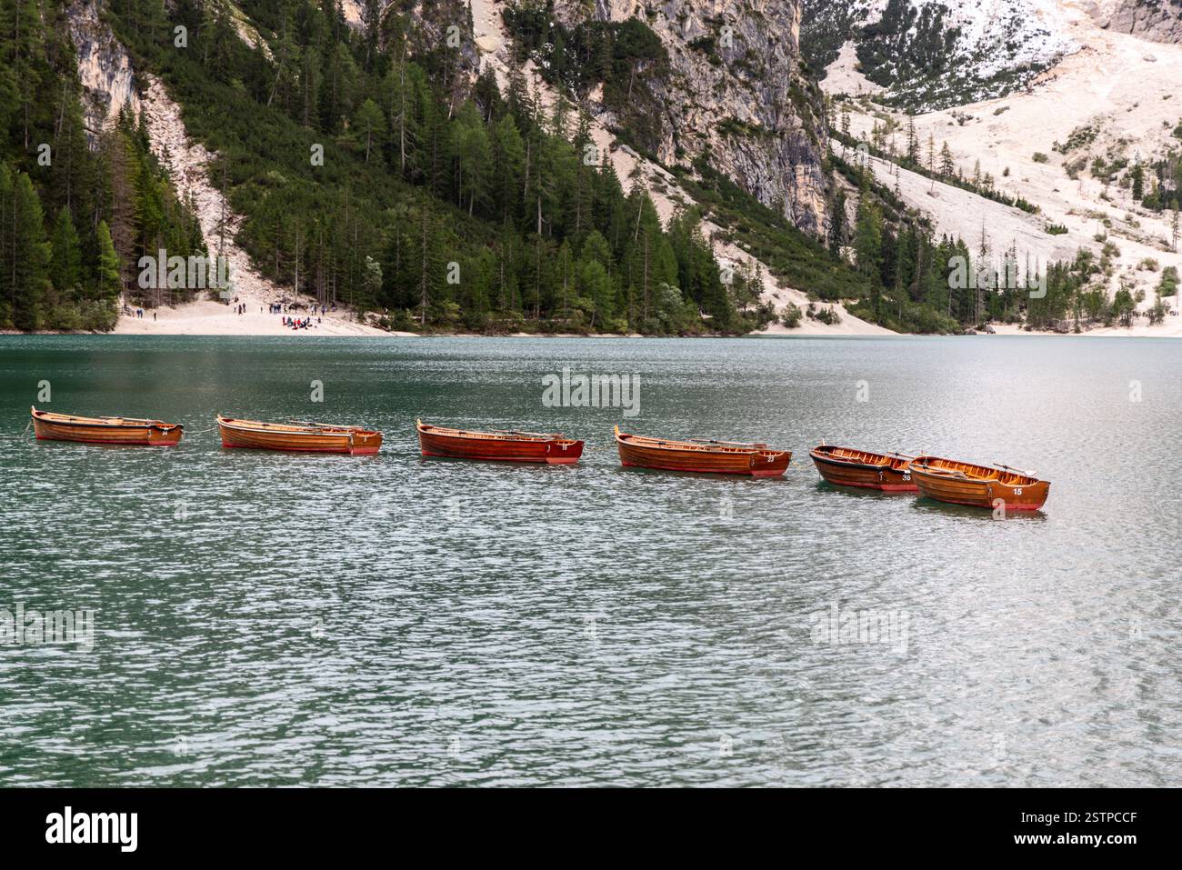 Wooden rowboats floating on calm turquoise waters of Lake Braies surrounded by dense green ...
