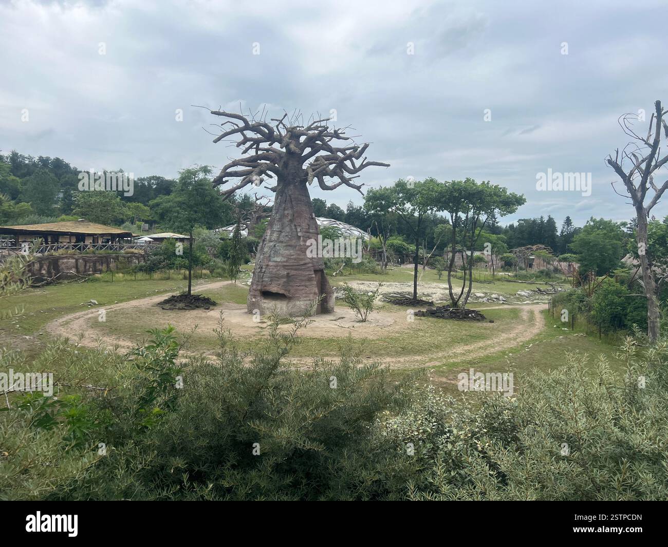 An ancient-looking baobab tree in the Zuirch's zoo with scenic ...