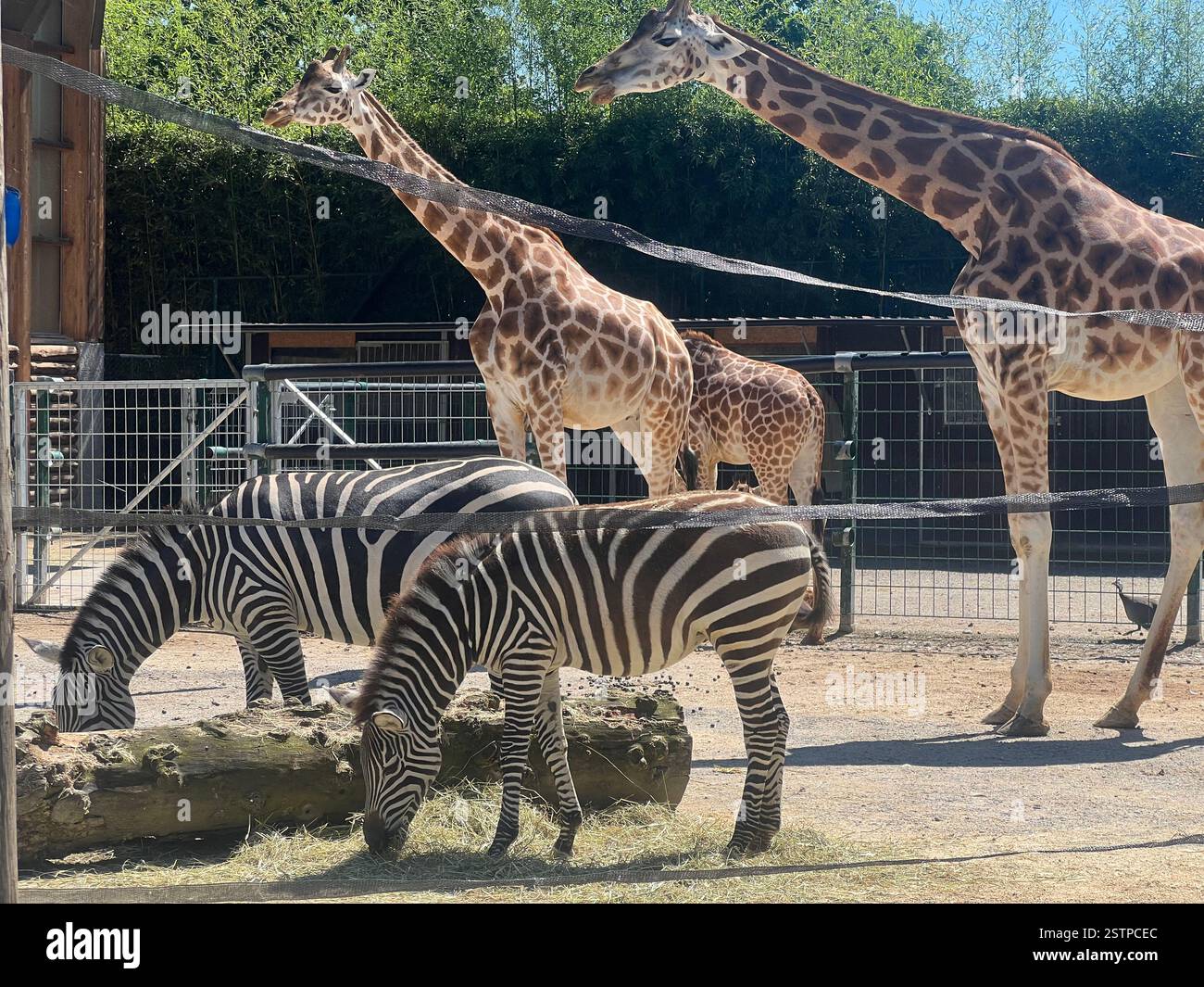 Giraffes zebras in zoo hi-res stock photography and images - Alamy