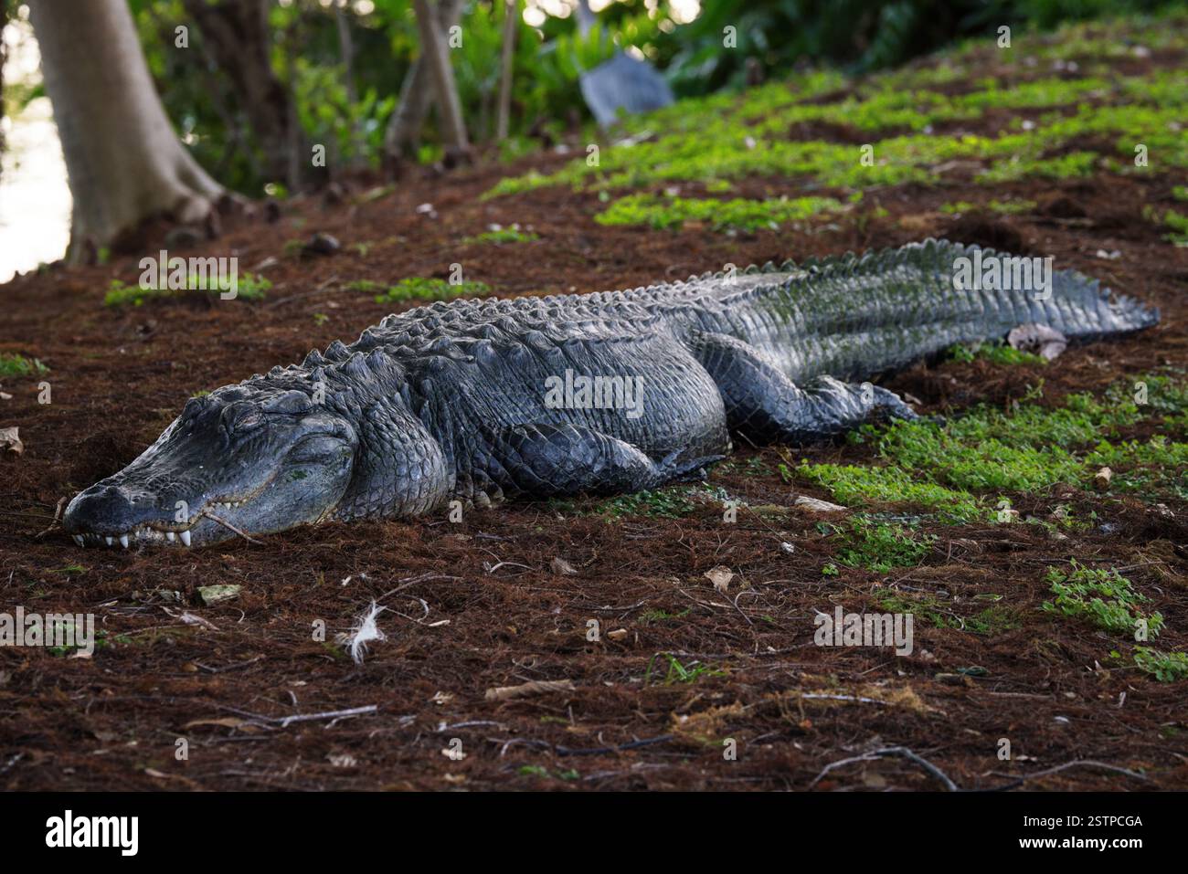 Large Alligator Sleeping on a hiking trail Stock Photo - Alamy