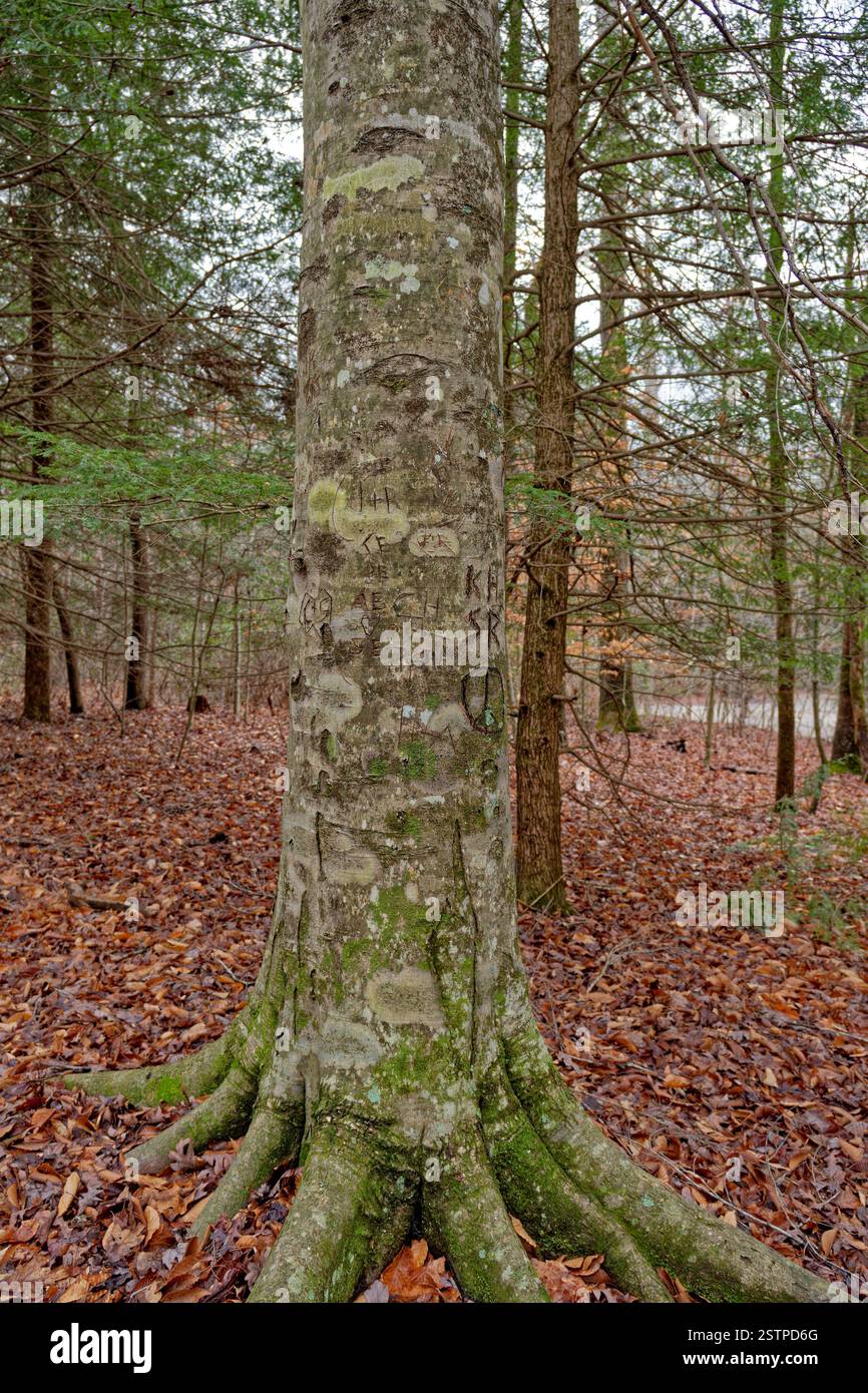 Abuse on the bark of the trunk of a large tree in the forest with ...