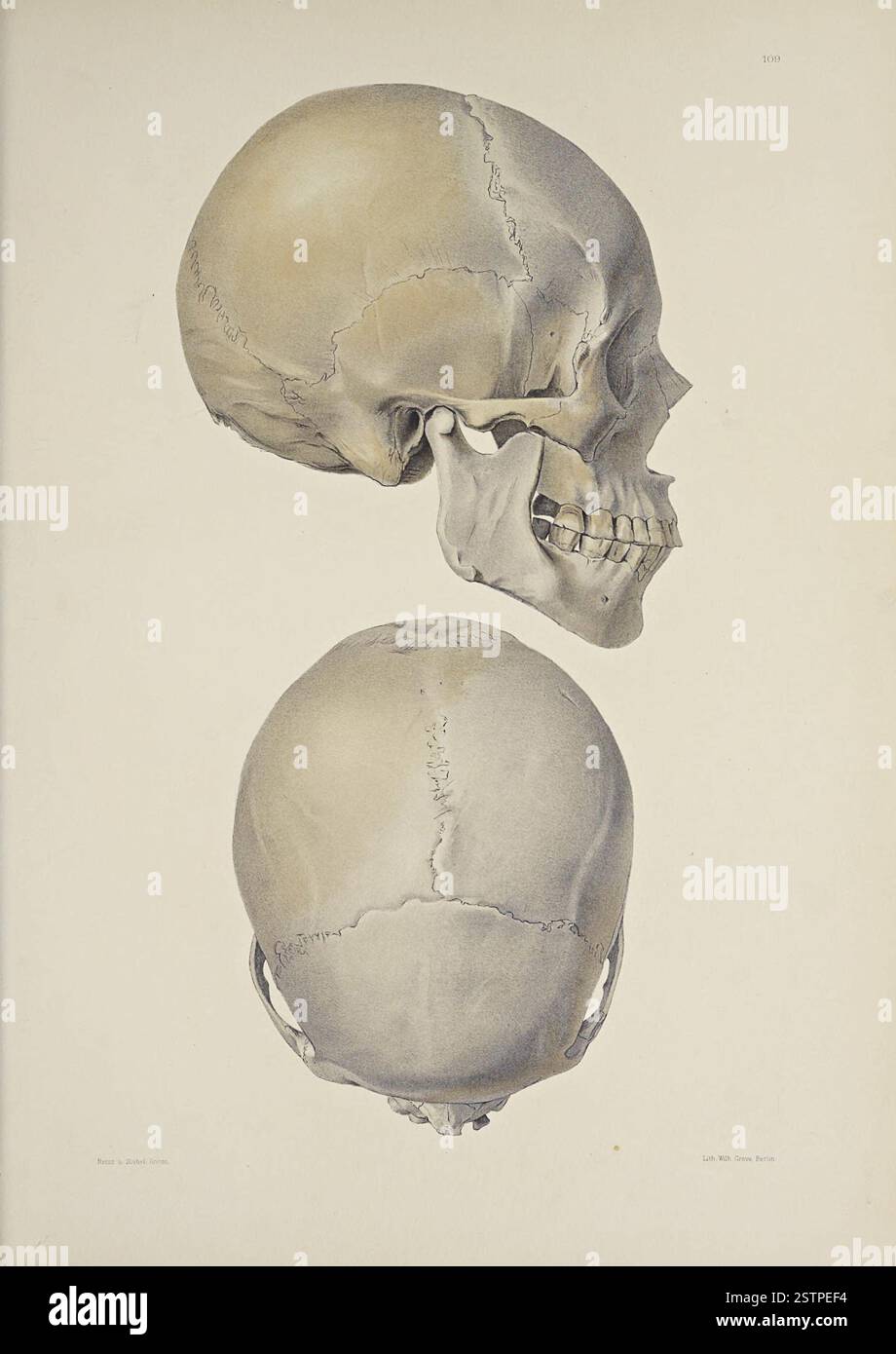 Slightly: deformed Inca Skull Vintage Illustration from The necropolis ...
