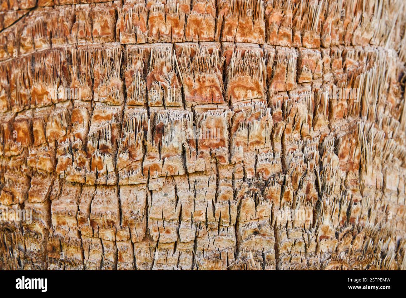Bark of palm. Texture of bark of palm tree background. Close up texture and natural patterns ...