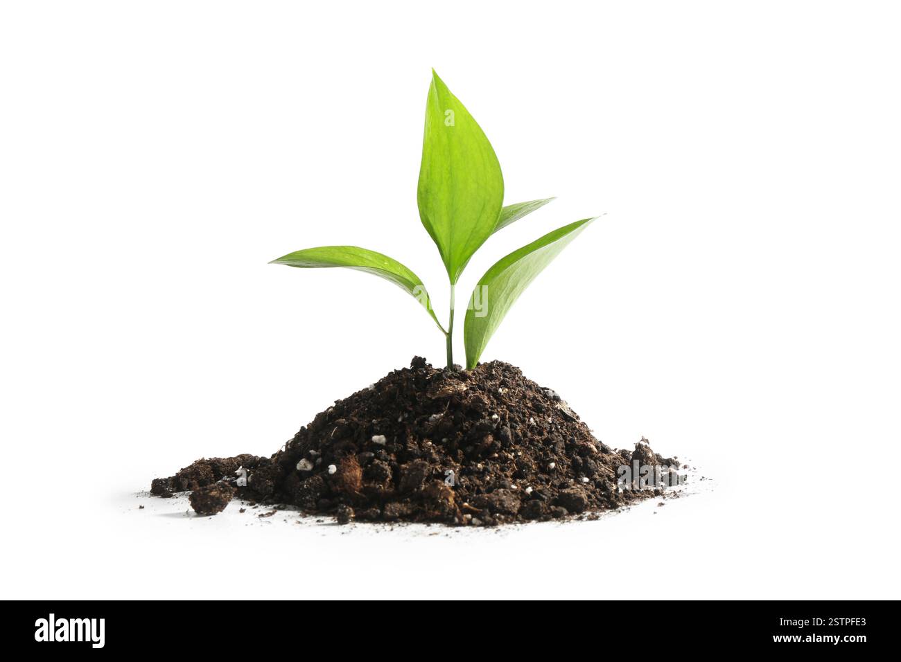 Young sapling in soil isolated on white Stock Photo - Alamy