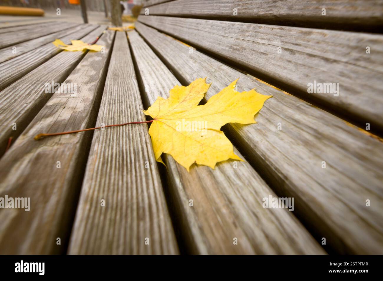 Last fallen leaf vignetting hi-res stock photography and images - Alamy