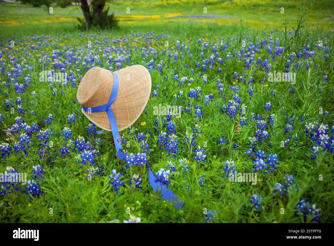 Old fashioned straw bonnet with a blue ribbon in a field of Texas ...