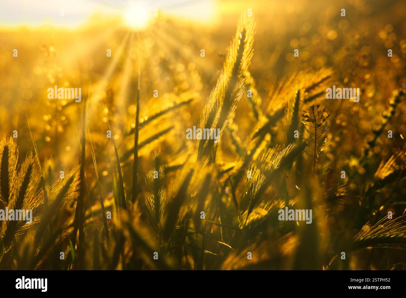 Beautiful background backlit grass hi-res stock photography and images ...