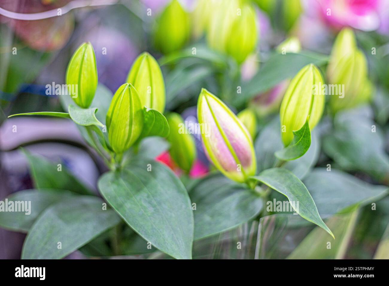 delicate buds home flower pink lily.Growing and diseases of flowers ...