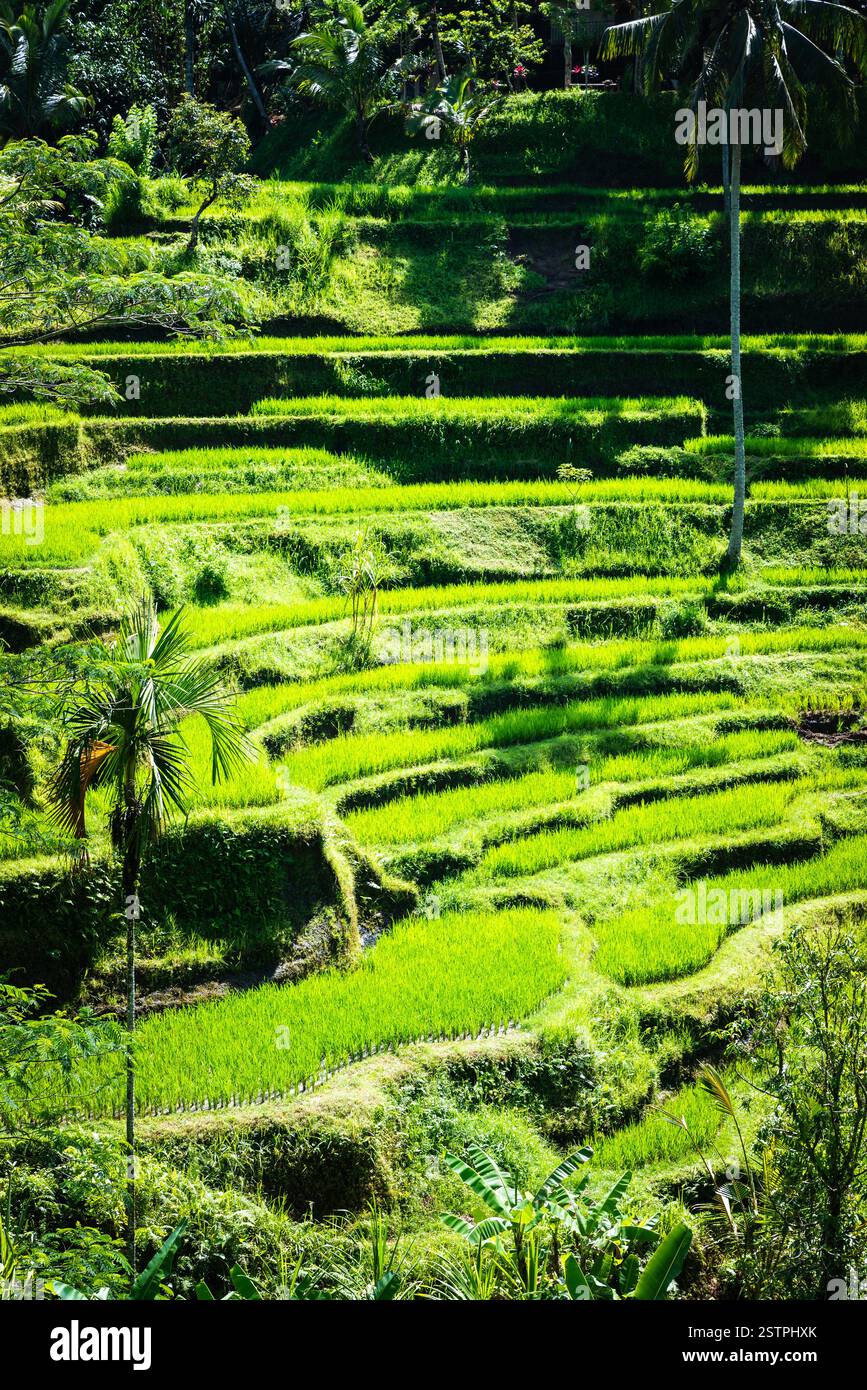 Tegalalang rice terraces in Bali, Indonesia Stock Photo - Alamy
