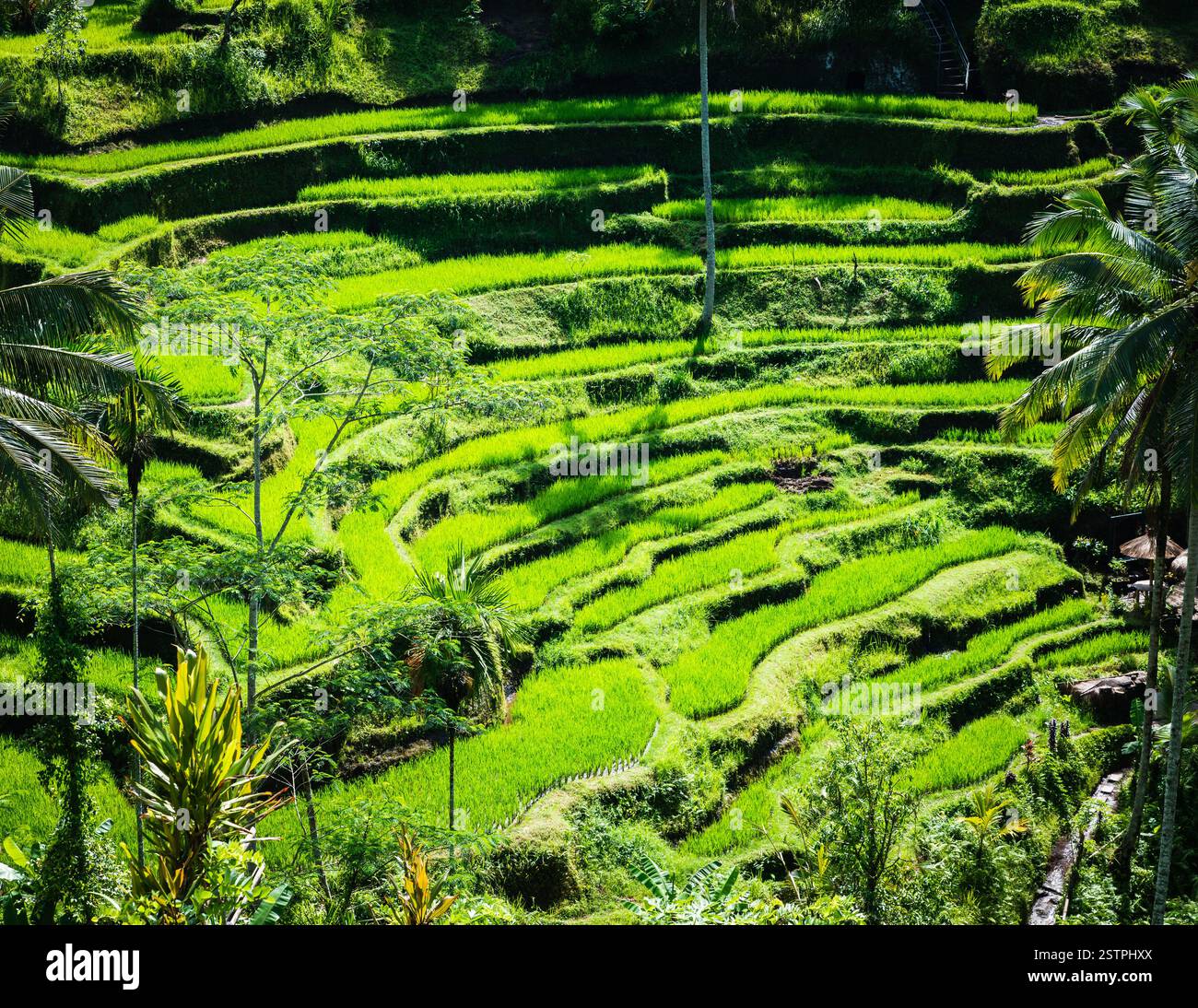 Tegalalang rice terraces in Bali, Indonesia Stock Photo - Alamy