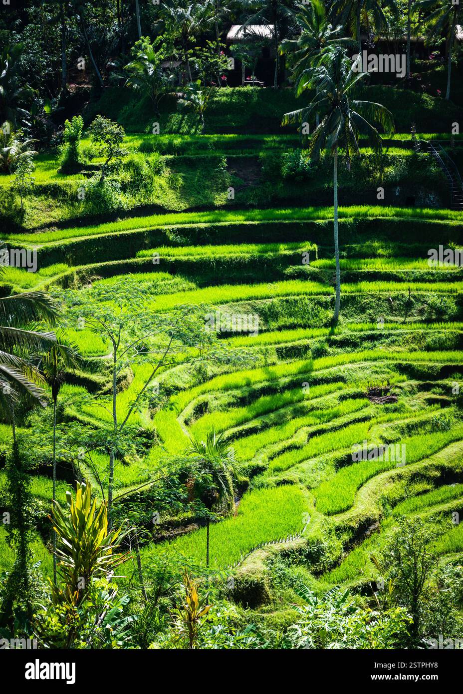 Tegalalang rice terraces in Bali, Indonesia Stock Photo - Alamy