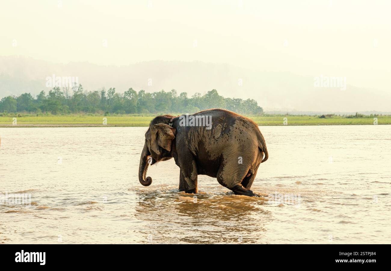 Elephant bathing in Chitwan national park, Nepal Stock Photo - Alamy