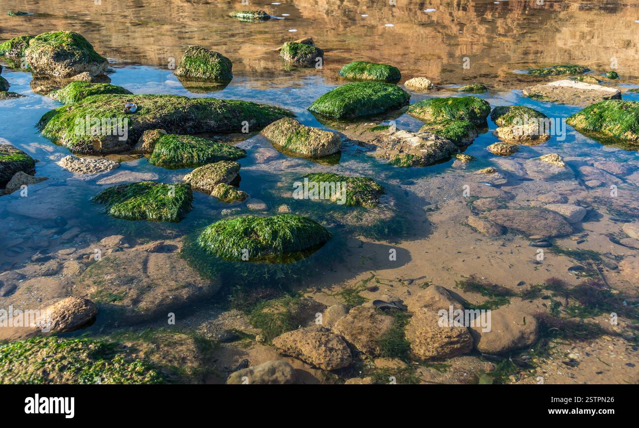 Green algae on the rocks at the edge of the sea Stock Photo - Alamy