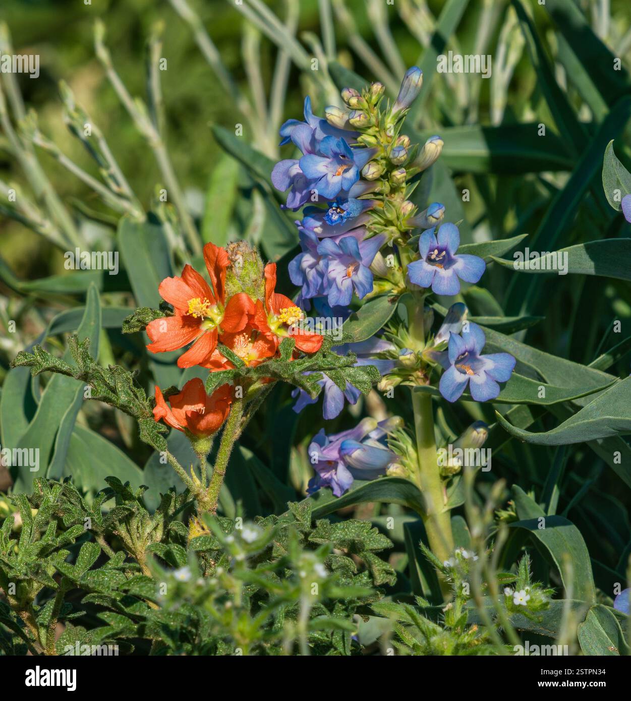 Globe Mallow and Beardtongue wildflowers growing in a semi-arid region ...