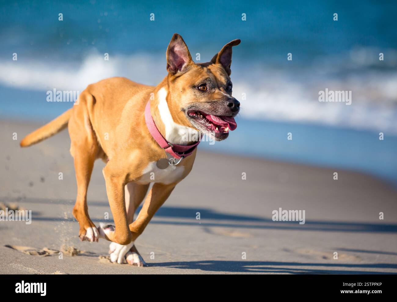 A mixed breed dog running on the beach by the ocean at Assateague ...
