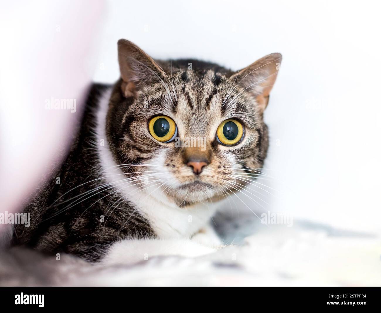 A nervous wide-eyed tabby shorthair cat with dilated pupils Stock Photo ...