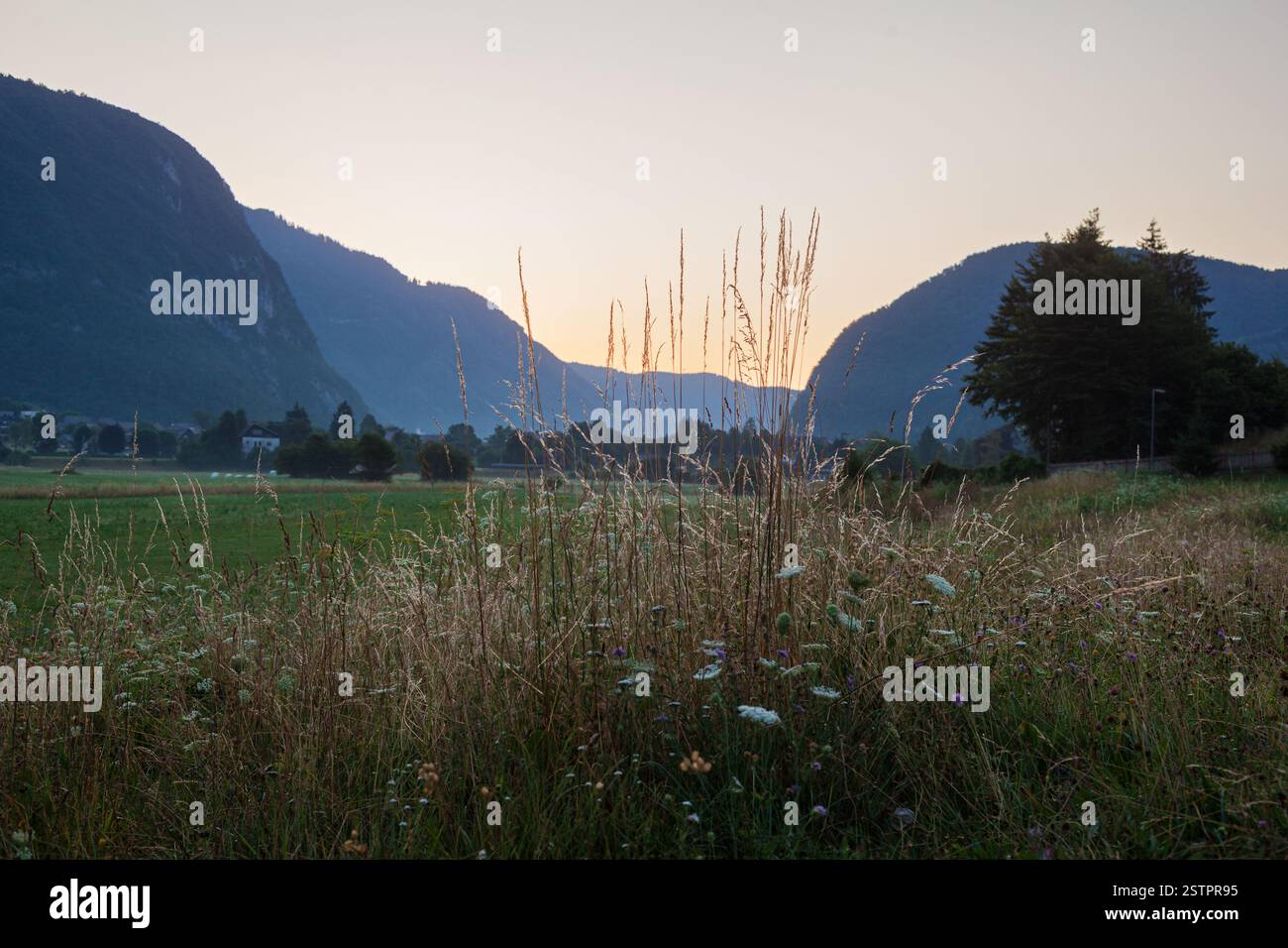 Wild Tall Grass Meadow In Warm Sunrise Backlit. Sun Shines Brightly ...
