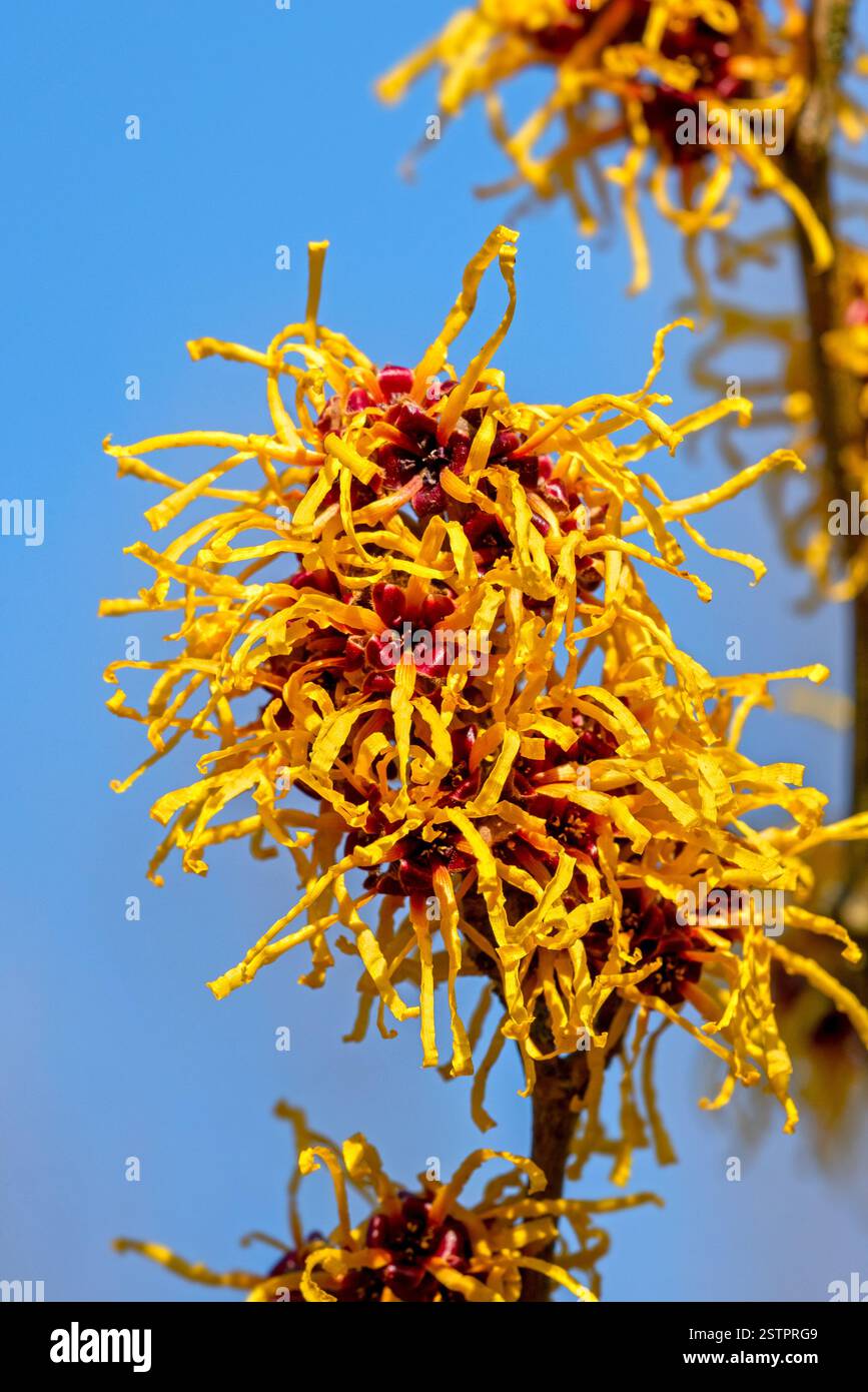 Hybrid witch hazel (Hamamelis × intermedia) cultivar Barmstedt Gold ...