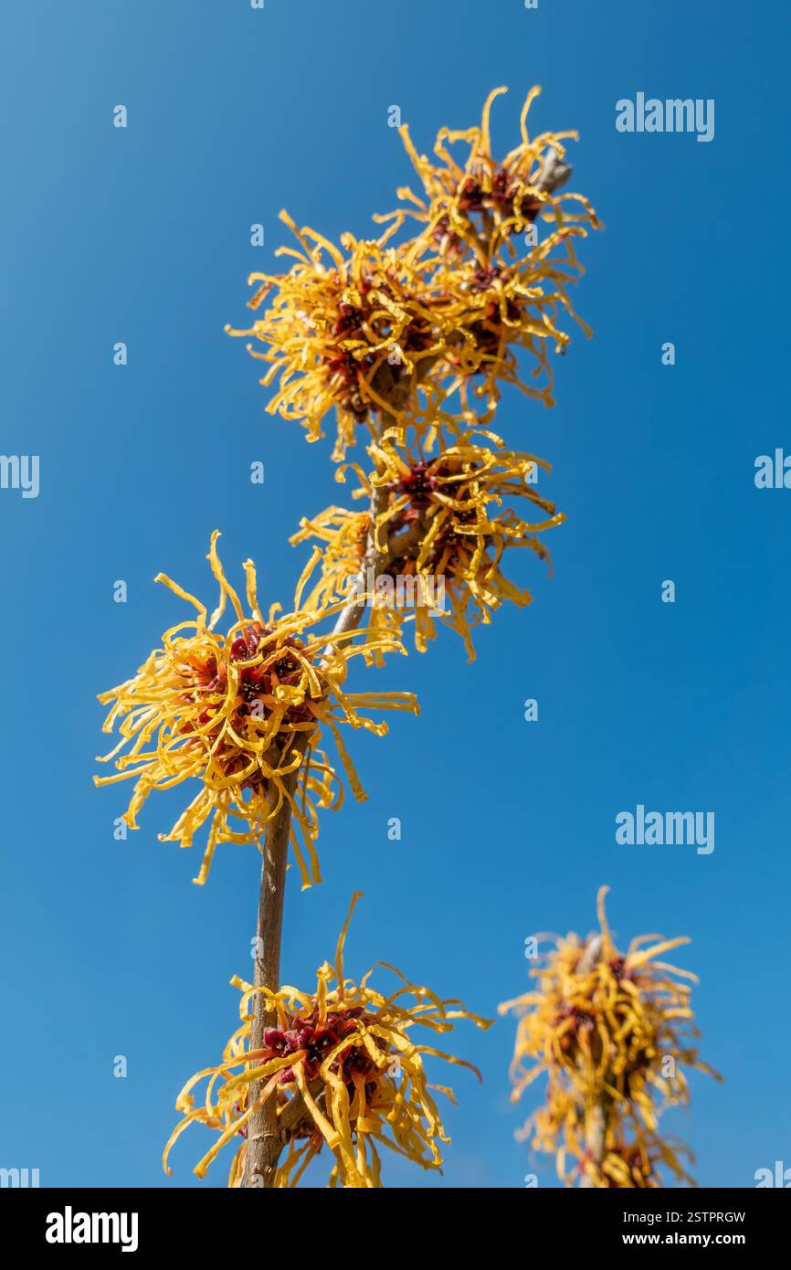 Hybrid witch hazel (Hamamelis × intermedia) cultivar Barmstedt Gold ...