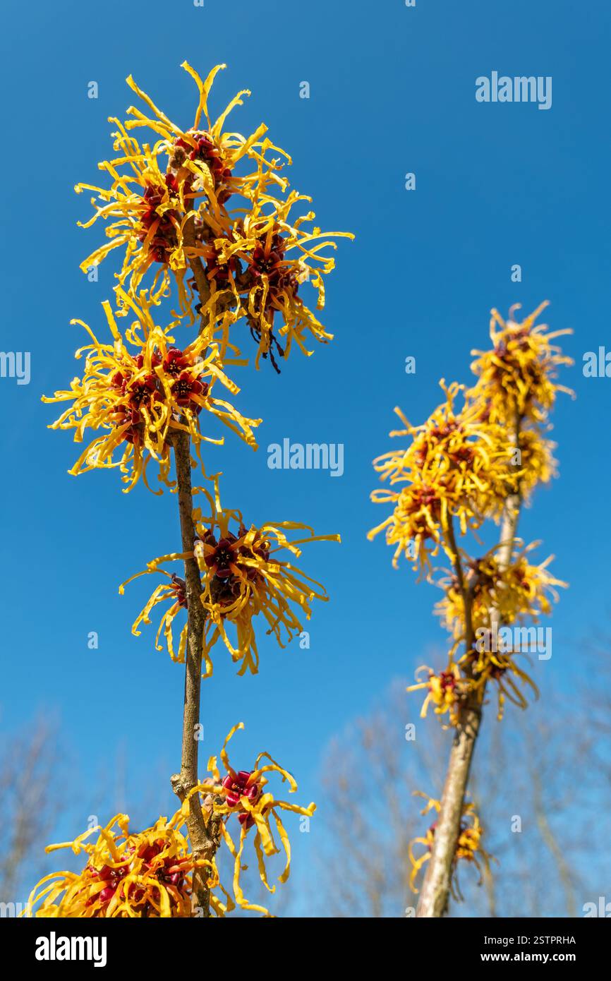 Hybrid witch hazel (Hamamelis × intermedia) cultivar Barmstedt Gold ...