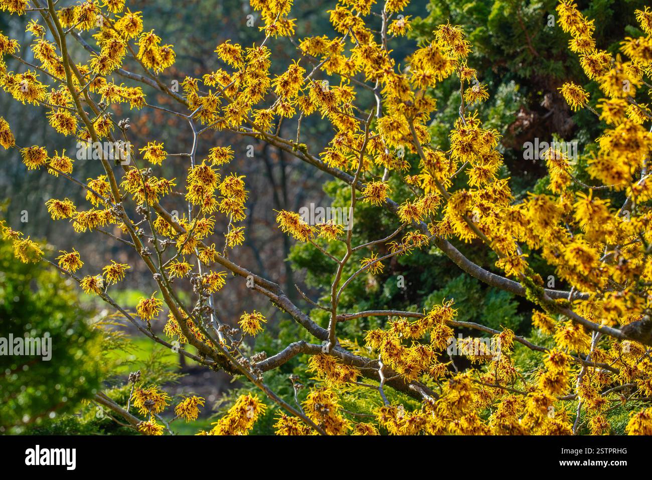 Hybrid witch hazel (Hamamelis × intermedia) cultivar Barmstedt Gold ...