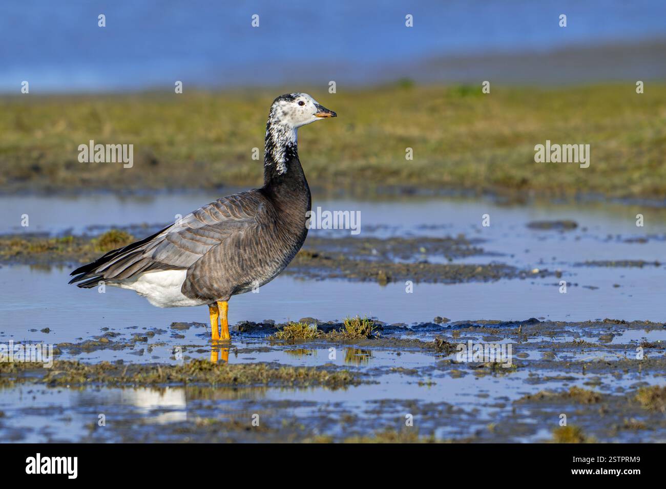 Bar-headed x barnacle goose hybrid (Anser indicus x Branta leucopsis ...