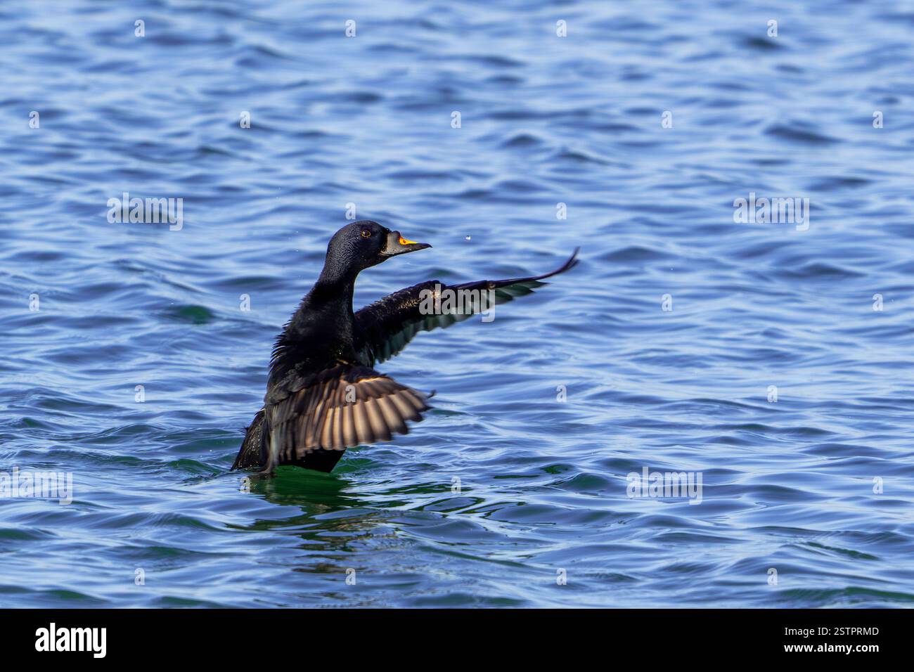 Common scoter (Melanitta nigra) adult male sea duck / seaduck swimming ...