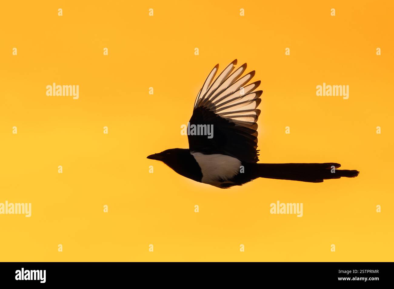 Eurasian magpie / common magpie (Pica pica) in flight against orange ...