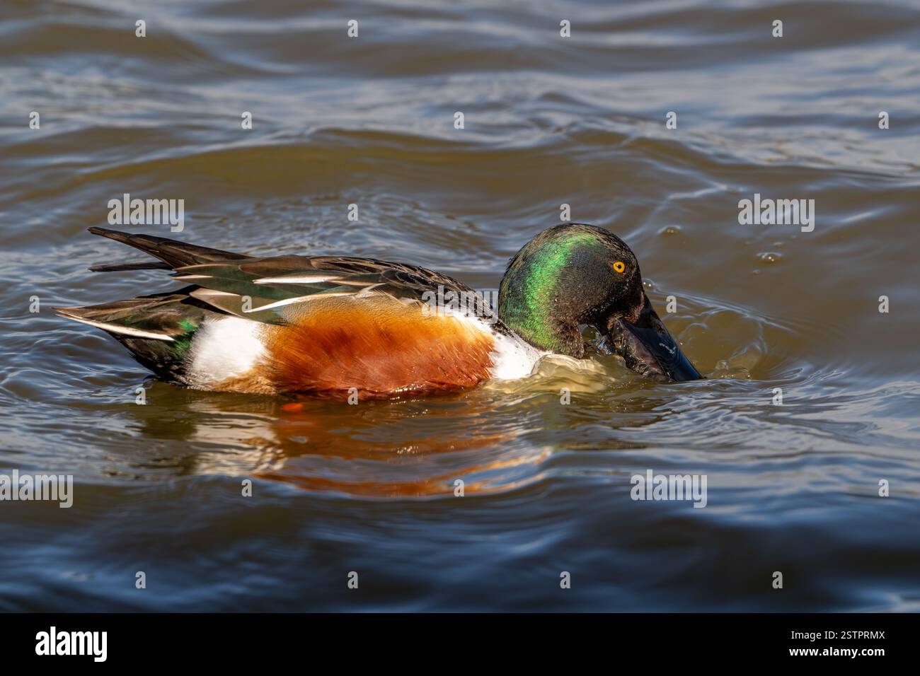 Northern shoveler (Spatula clypeata) adult male skimming crustaceans ...