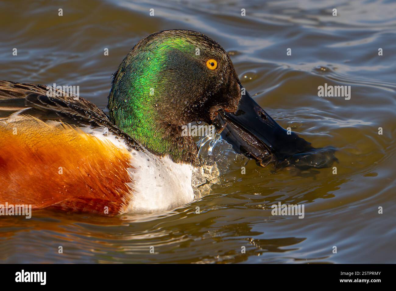 Northern shoveler (Spatula clypeata) adult male skimming crustaceans ...