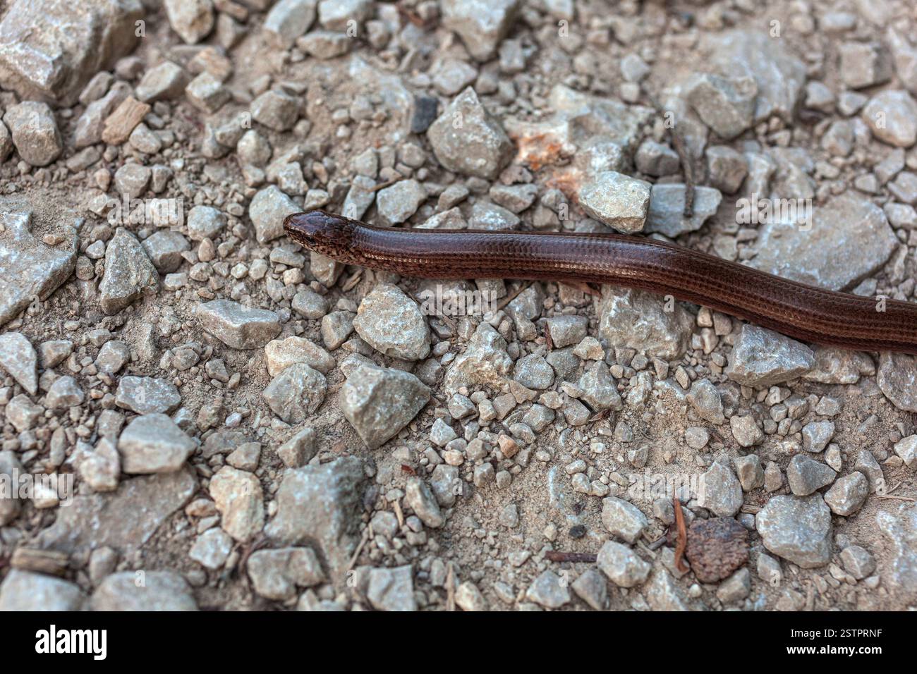 The common slow-worm, Anguis fragilis, blindworm crossing snake wild ...