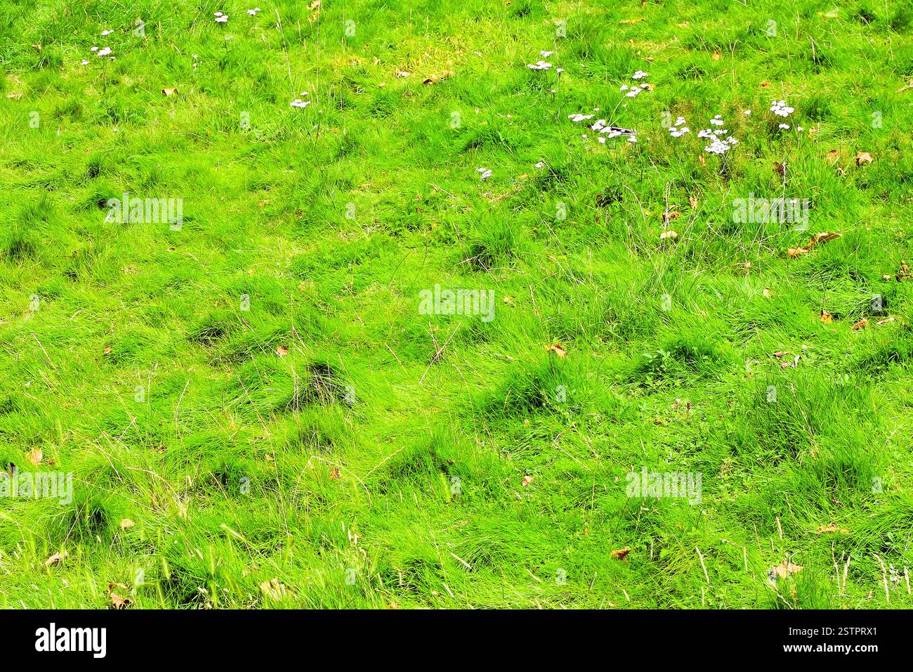 Bushy grass hi-res stock photography and images - Alamy