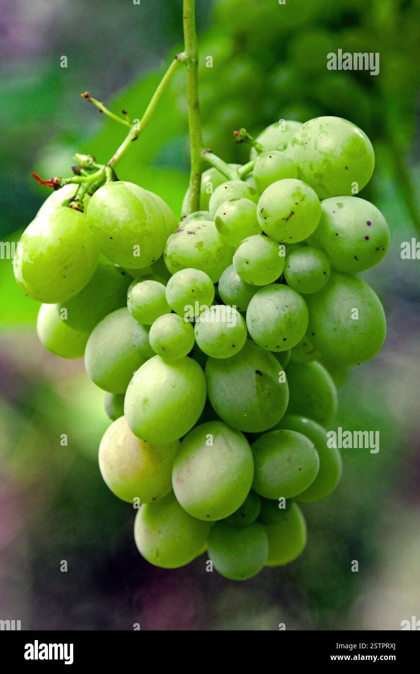Green grape hi-res stock photography and images - Alamy