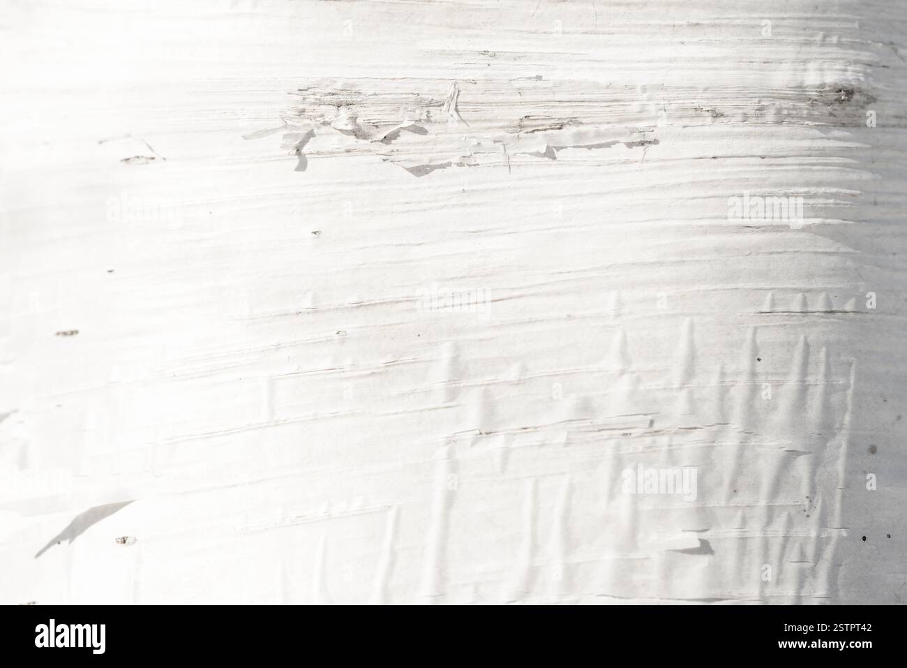 Macro photo of blank white birch tree bark displaying its distinctive ...