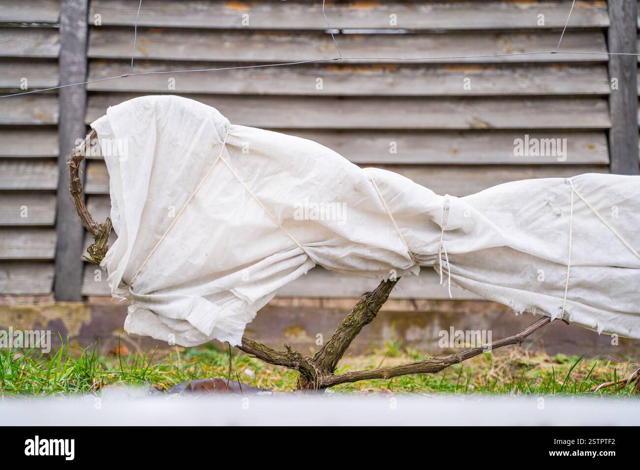 Wrapped in white agrofibre hi-res stock photography and images - Alamy