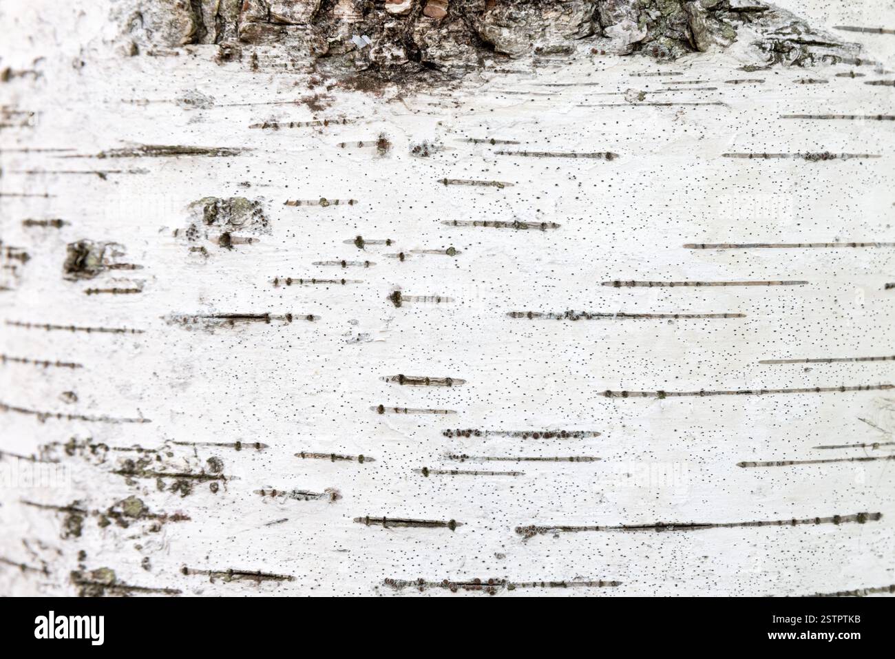 Close-up photo of white birch tree bark displaying its distinctive ...