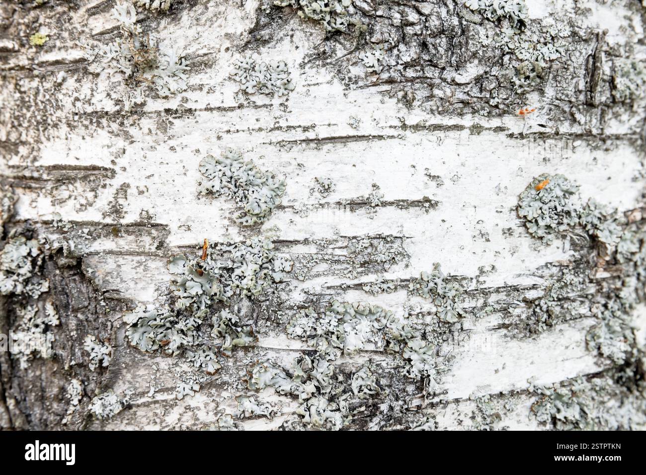 White birch tree bark and lichen displaying its distinctive texture ...