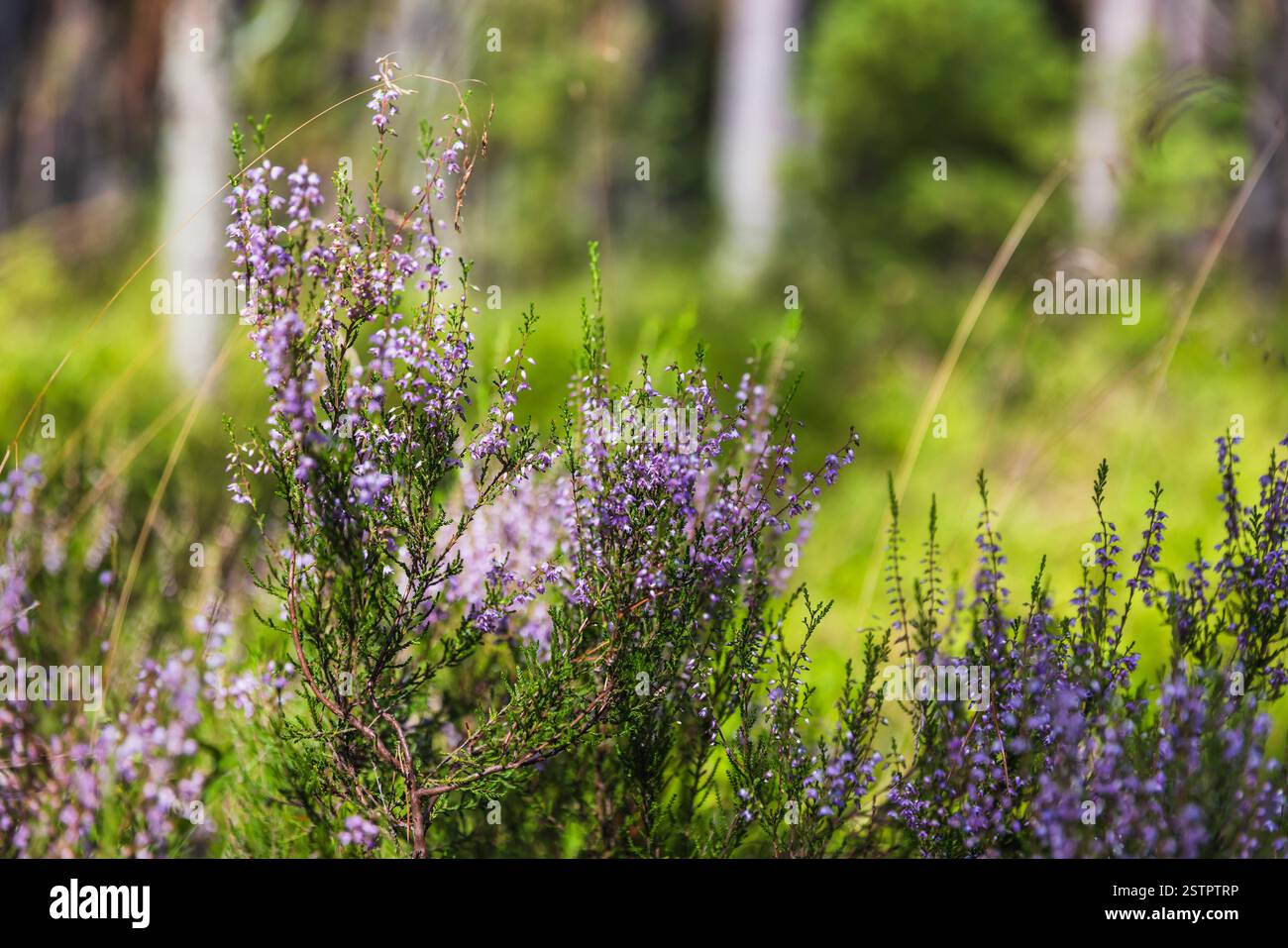 Wild purple heather flowers illuminated by sunlight in nature. A serene ...