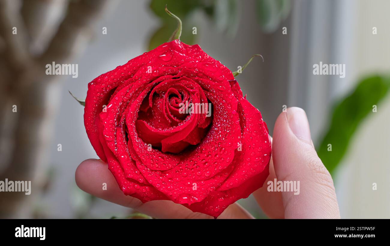 A red rose close-up photography. Concept of female gardening. Elegance ...